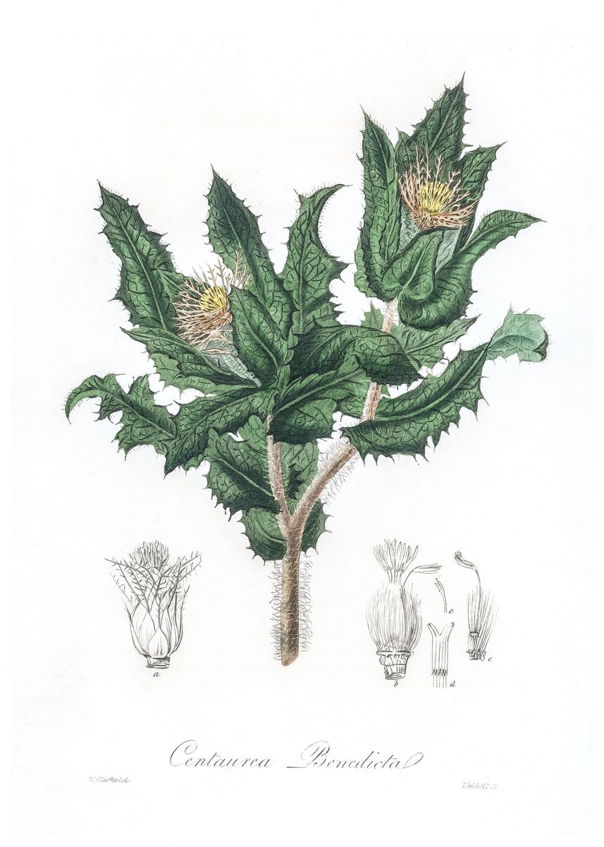 'Holy thistle Centaurea' Poster, picture, metal print, paint by ...