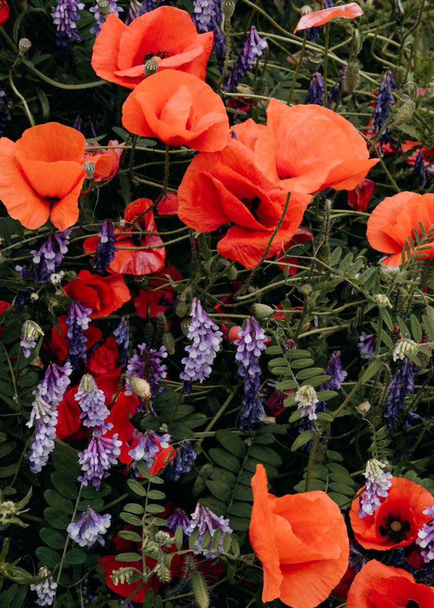 'Poppy field' Poster, picture, metal print, paint by J.Lu | Displate