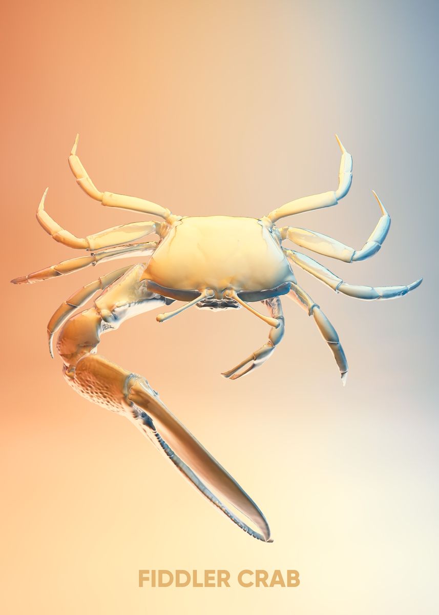 'ocean fiddler crab' Poster by SplashDesign | Displate