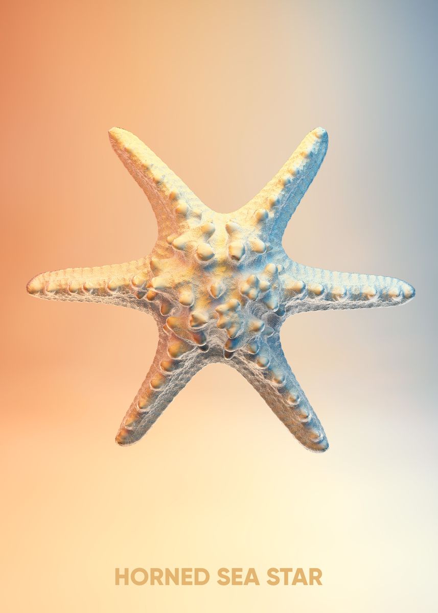 'sea star' Poster, picture, metal print, paint by SplashDesign | Displate