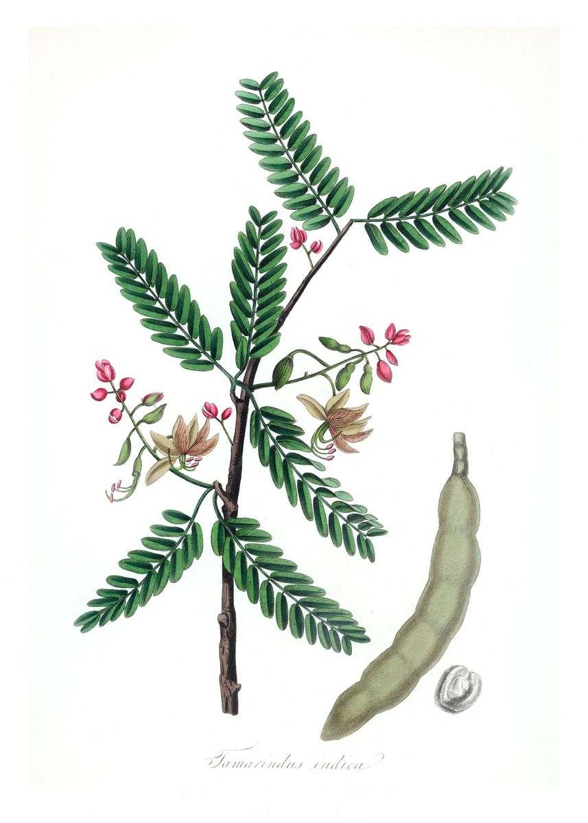 'Tamarindus indica' Poster, picture, metal print, paint by tony4urban ...