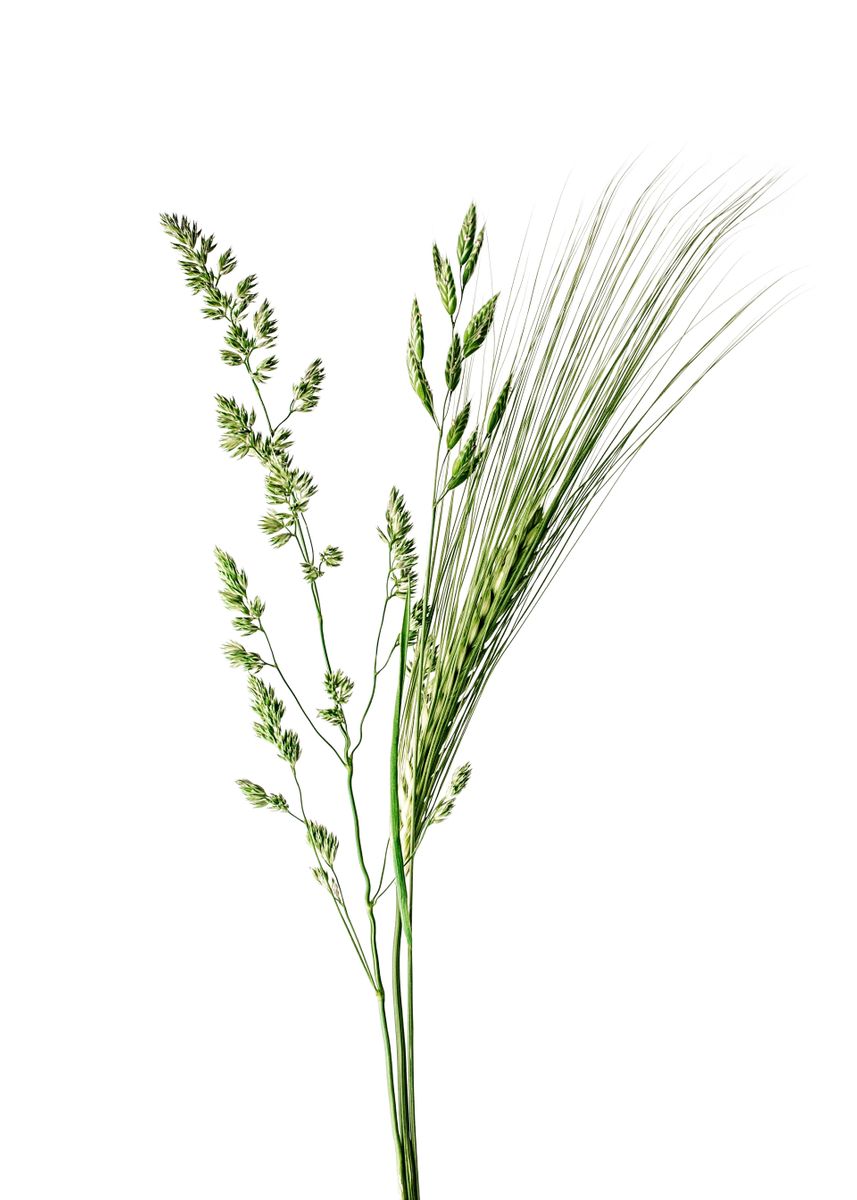 'Mixed Grasses 2' Poster by In Your Rooms | Displate