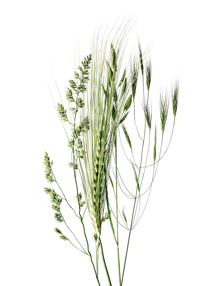 'Mixed Grasses' Poster by In Your Rooms | Displate