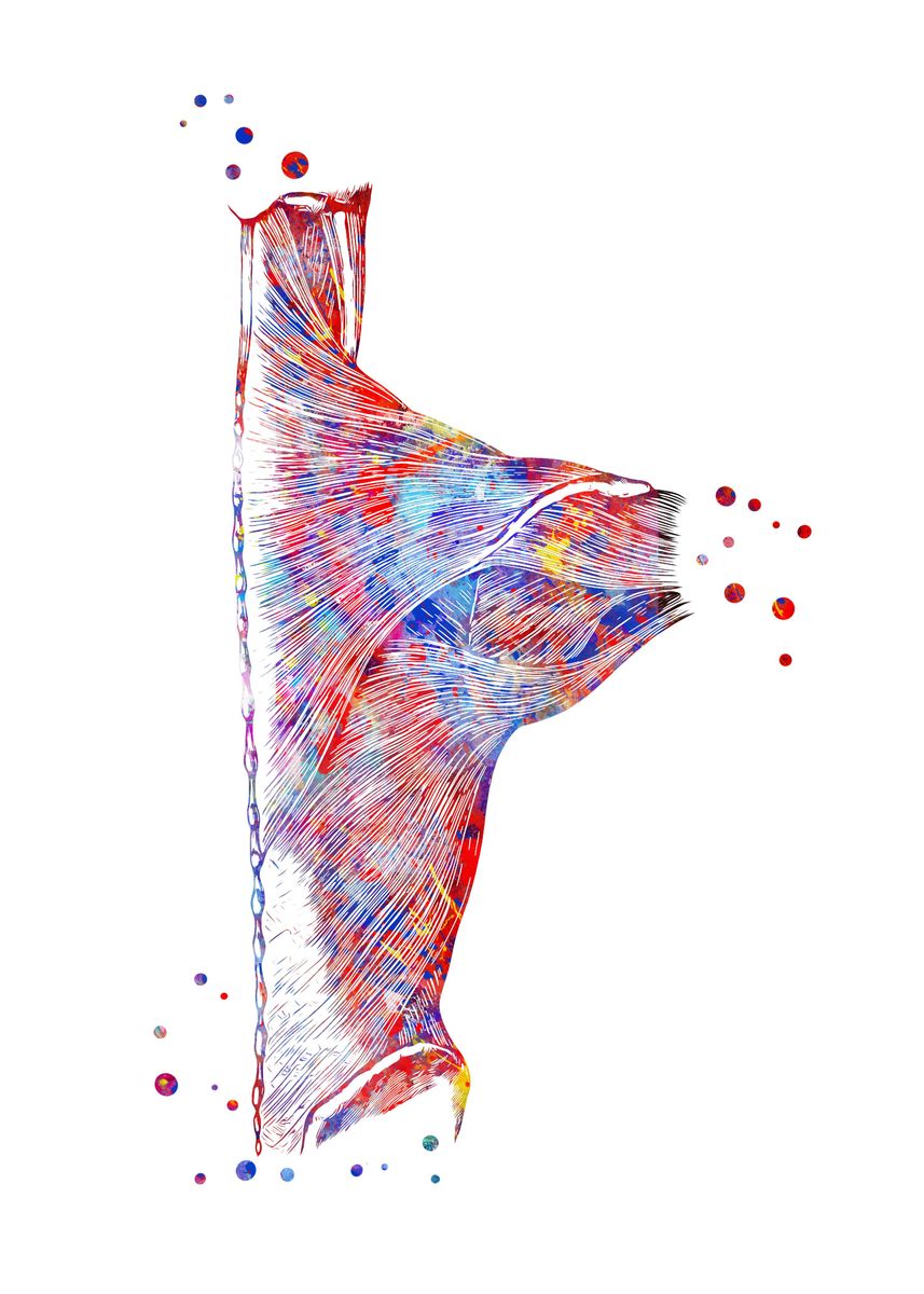 'Back muscles ' Poster, picture, metal print, paint by RosaliasArt ...