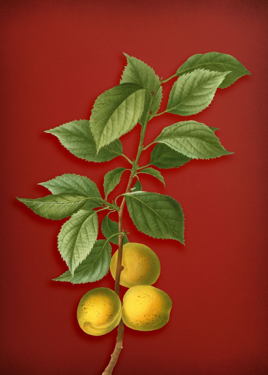 'Briancon Apricot on Red' Poster, picture, metal print, paint by Holy ...