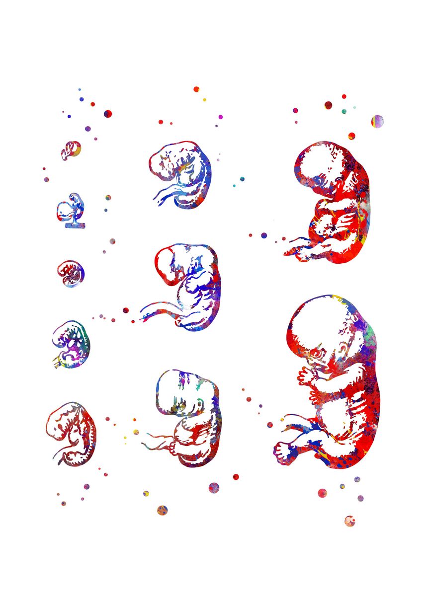 'Fetus ' Poster, picture, metal print, paint by RosaliasArt | Displate
