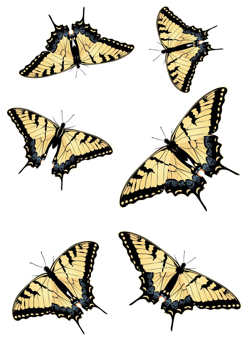 Outline Tiger Swallowtail Butterfly Outline Or Silhouette: Basic ...
