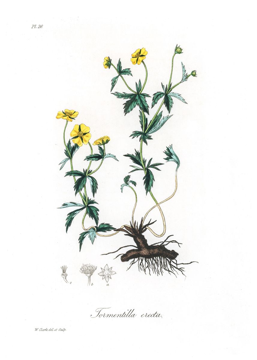 'Tormentil Tormentilla' Poster, picture, metal print, paint by ...