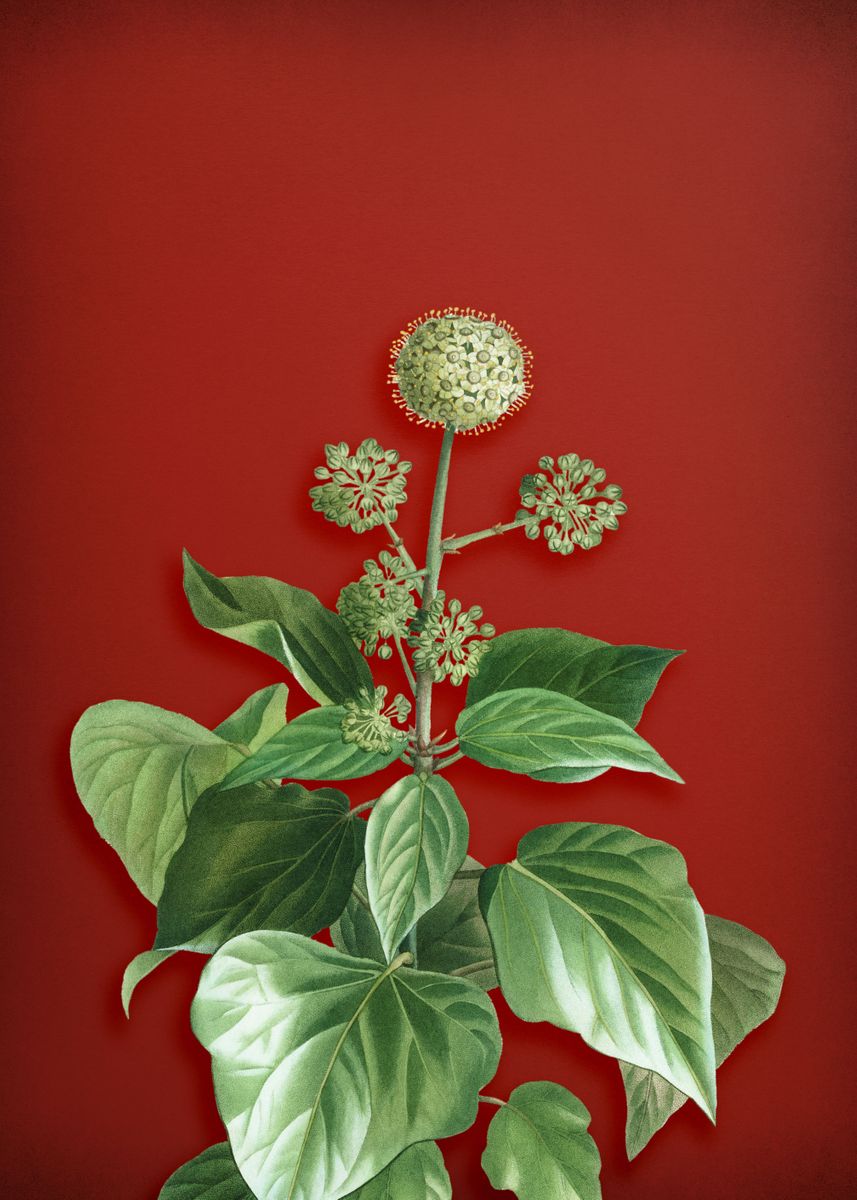 'Common Ivy on Red' Poster by Holy Rock Design | Displate