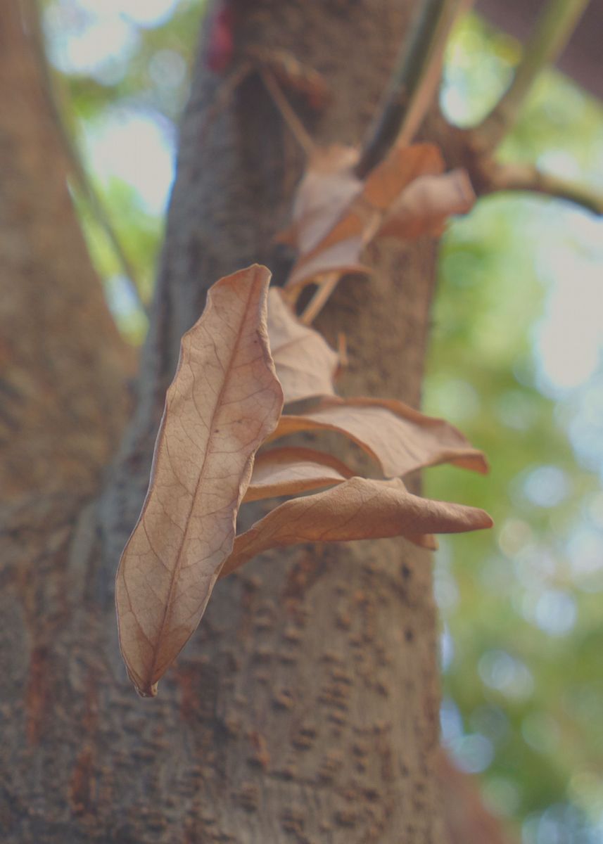 'Dangling ' Poster by ORIGINALABD | Displate