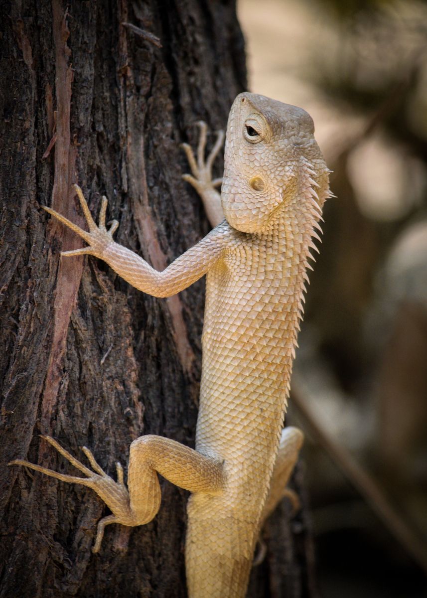 'white lizard' Poster, picture, metal print, paint by DheYa Art | Displate