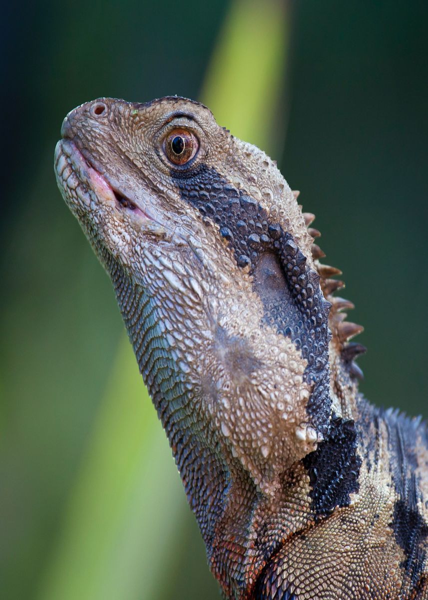 'black lizard' Poster by DheYa Art | Displate