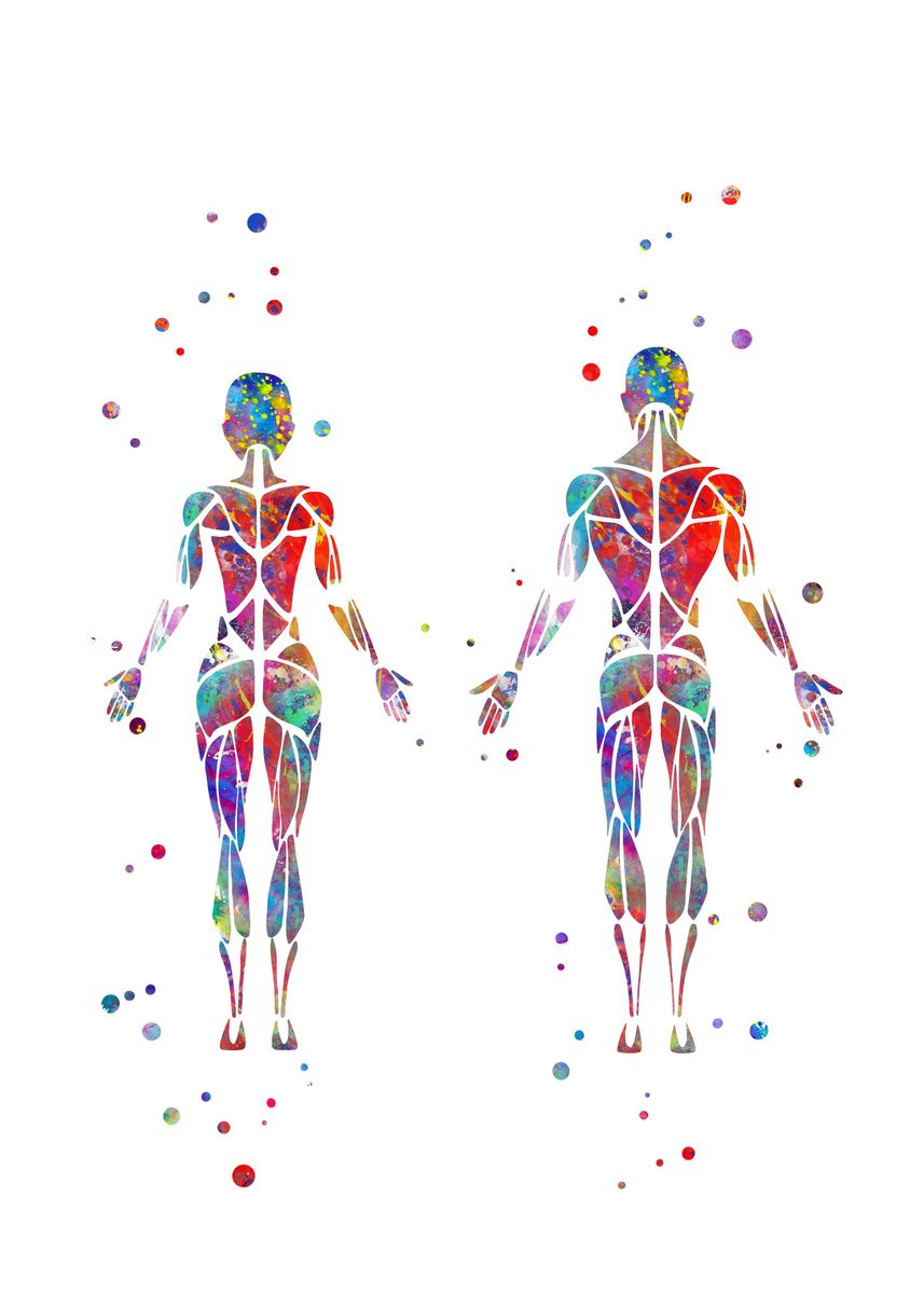 'Muscular System ' Poster, picture, metal print, paint by RosaliasArt ...