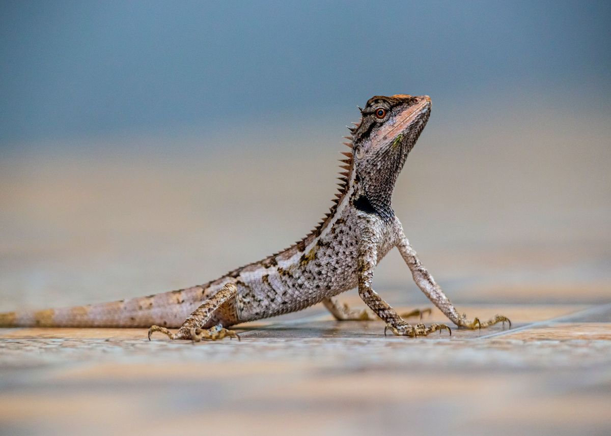 'lizard cloud' Poster by DheYa Art | Displate