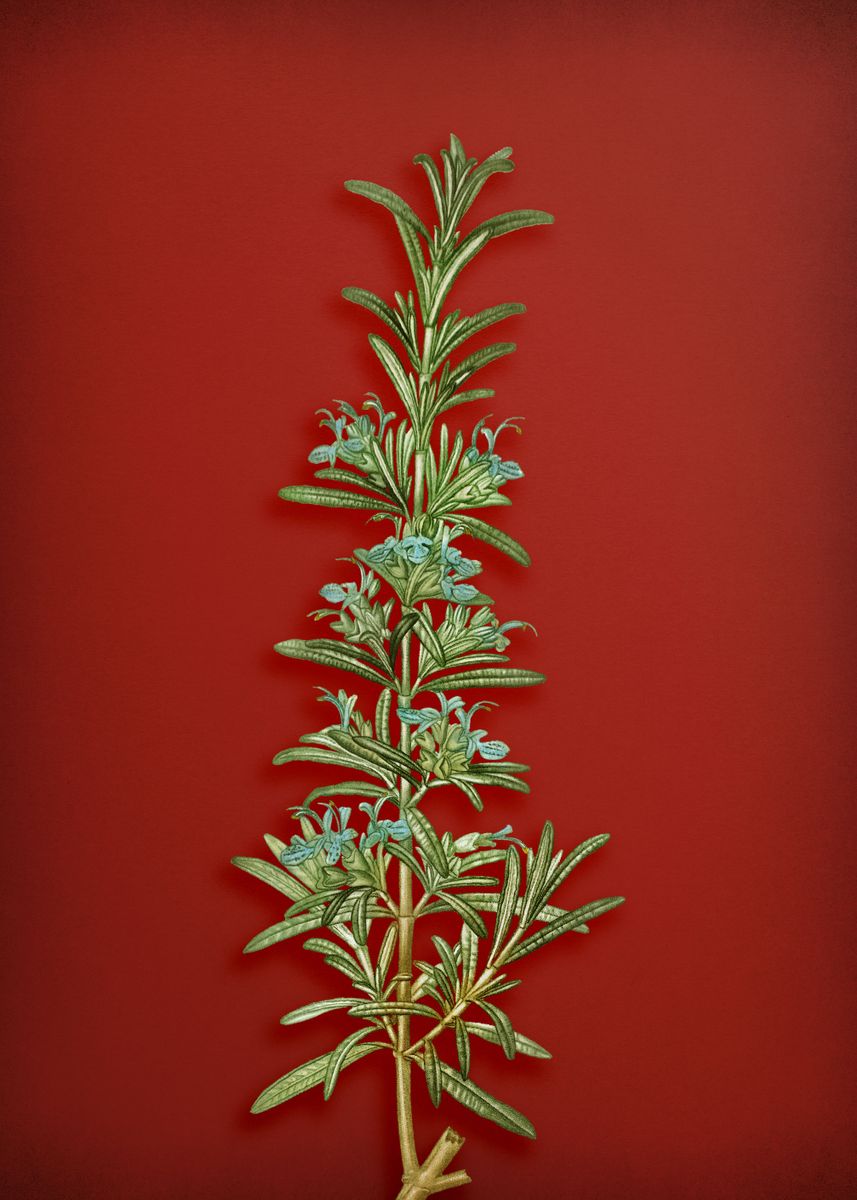 'Rosemary on Red' Poster, picture, metal print, paint by Holy Rock ...