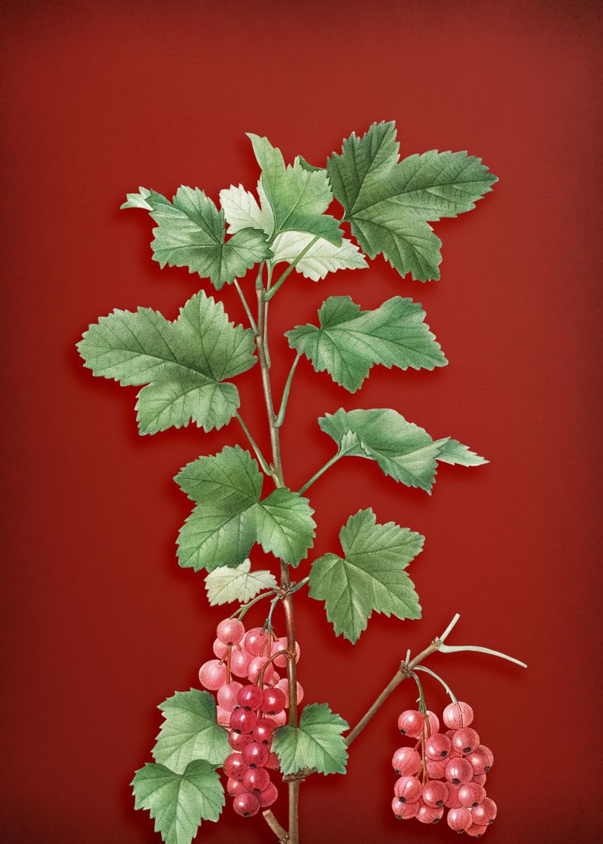 'Redcurrant Plant on Red' Poster, picture, metal print, paint by Holy ...