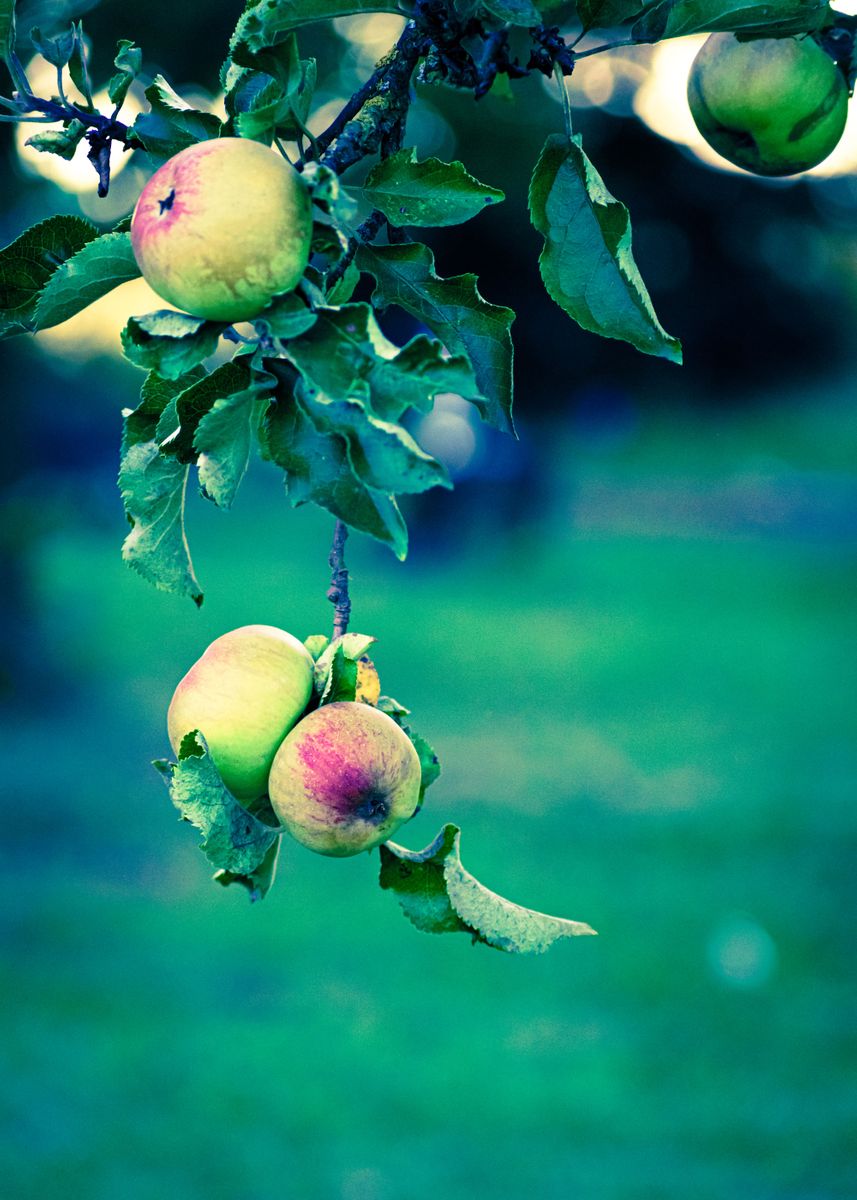 'A low hanging fruit' Poster, picture, metal print, paint by Xylem ...