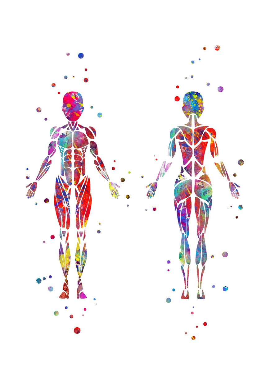 'Woman muscular System ' Poster, picture, metal print, paint by ...