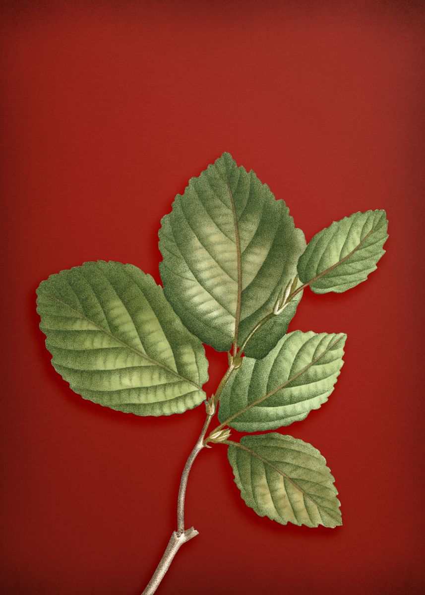 'Witch Hazel' Poster, picture, metal print, paint by Holy Rock Design ...