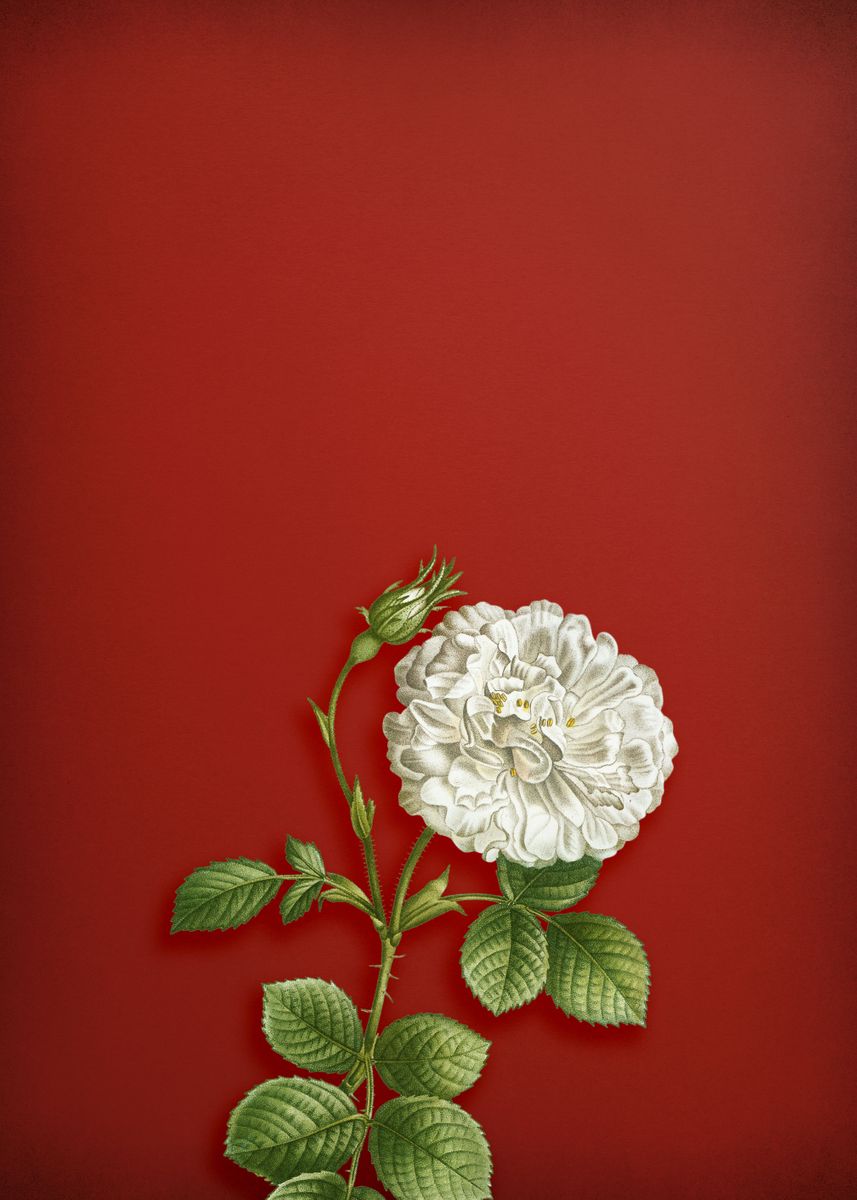 'White Rose of York' Poster by Holy Rock Design | Displate
