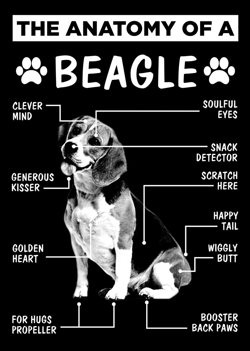 'Anatomy Beagle' Poster, picture, metal print, paint by hans skon ...