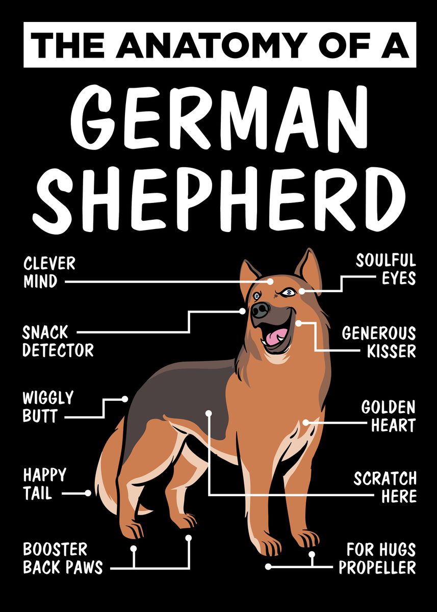 'Anatomy German Shepherd' Poster, picture, metal print, paint by hans ...