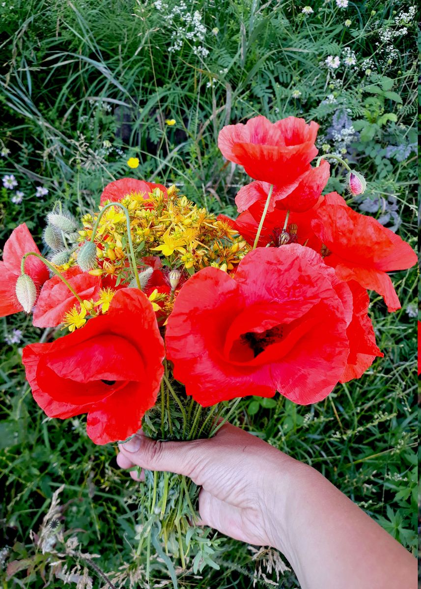 'Poppy and St Johns worth ' Poster, picture, metal print, paint by Edy ...