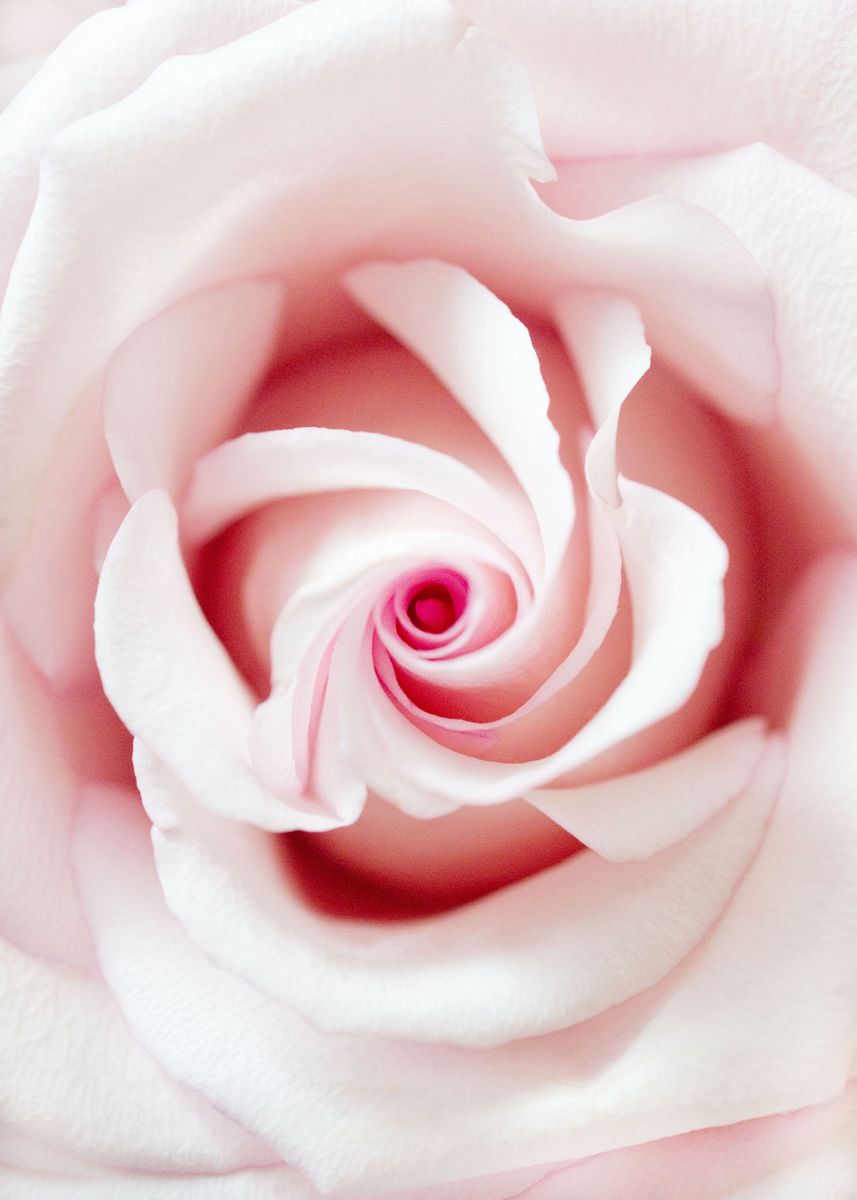 'Blush Beauty Rose 1' Poster, picture, metal print, paint by Anita's ...