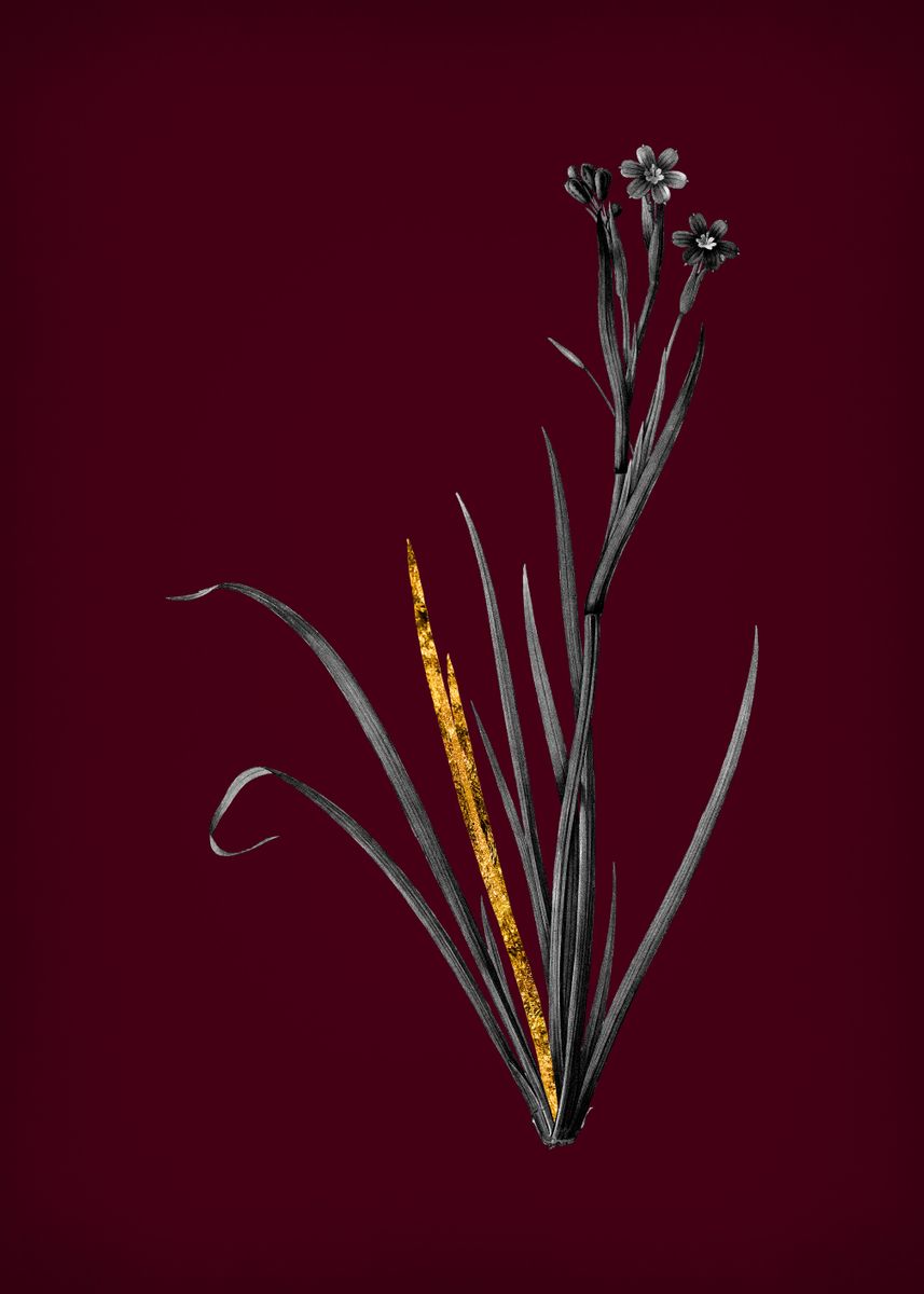 'Bermudiana on Crimson' Poster, picture, metal print, paint by Holy ...