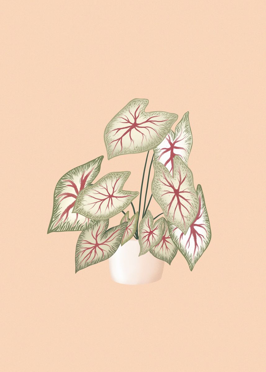 'Caladium plant' Poster, picture, metal print, paint by HanaP | Displate