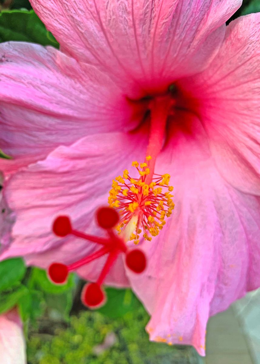 'Pink Hibiscus' Poster, picture, metal print, paint by Trisha Thorne ...