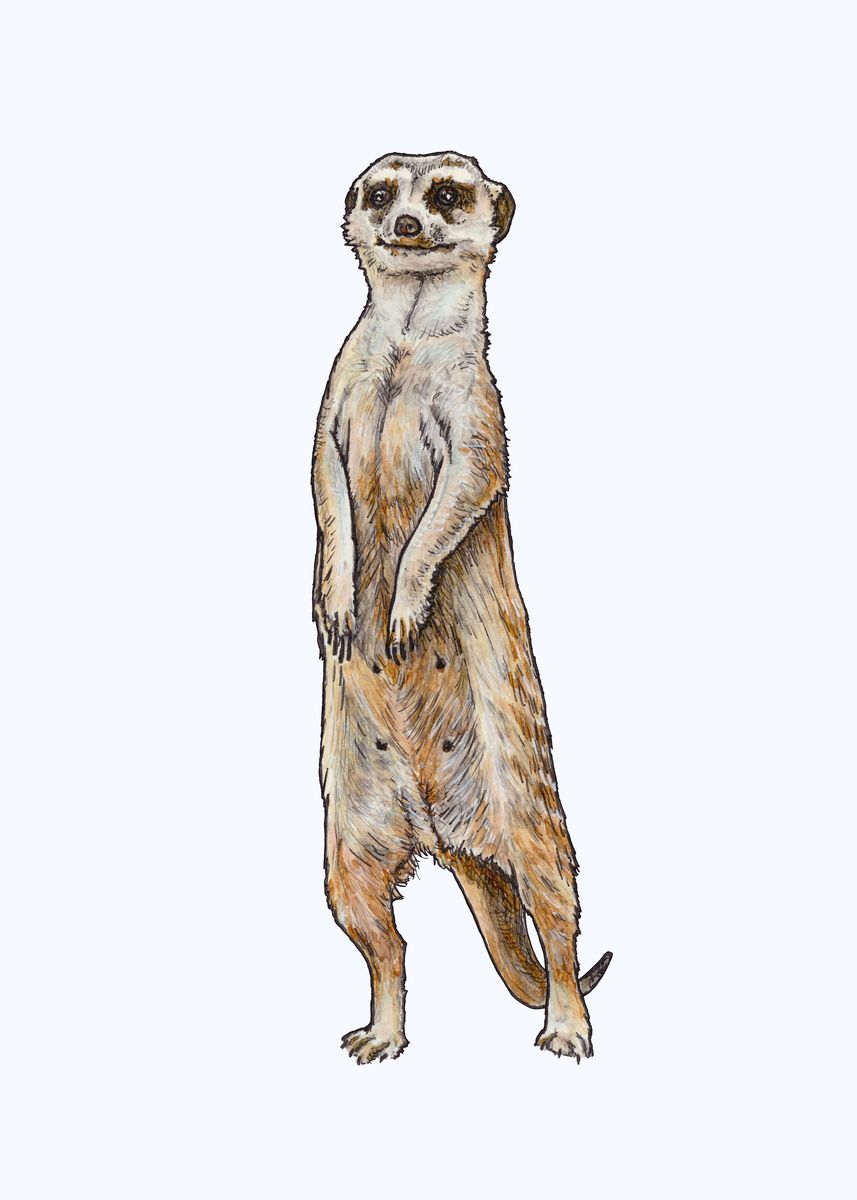 'LADY OF THE MEERKAT MANOR' Poster, picture, metal print, paint by ...