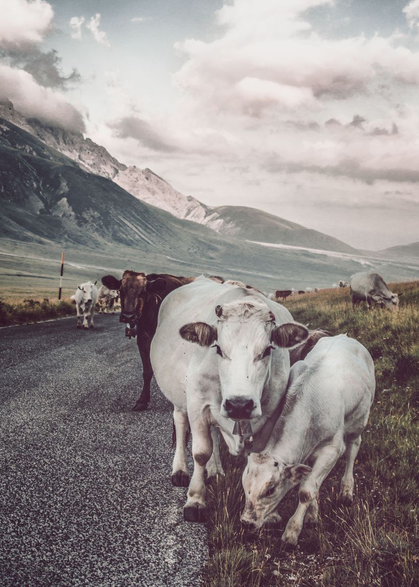 'Cows Road' Poster by Valeria Cardinale | Displate