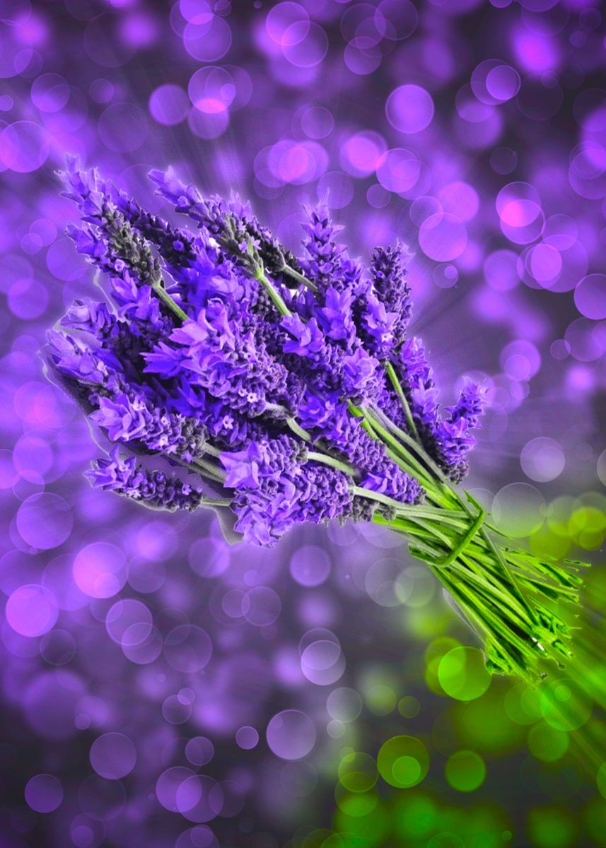 'lavender ' Poster by shiner artist | Displate