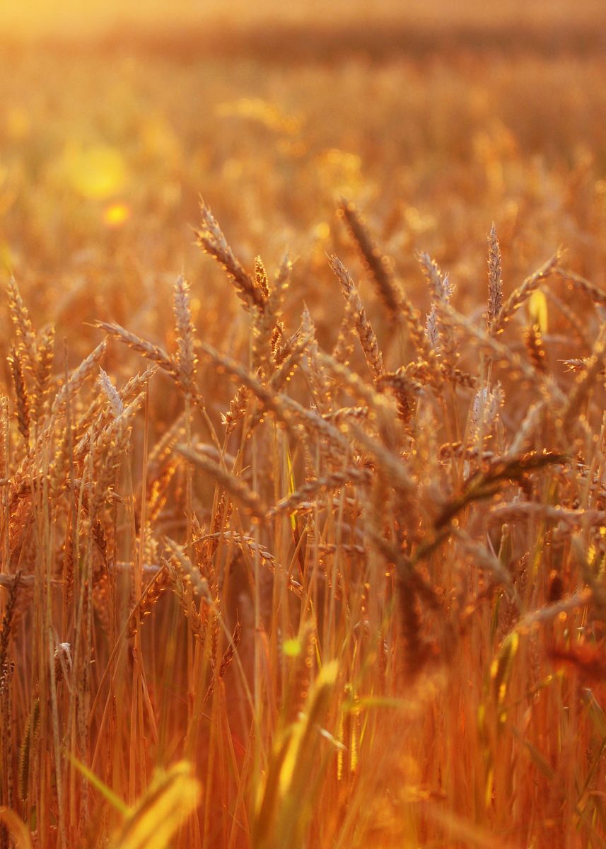 'Wheat' Poster, picture, metal print, paint by The Bright Art | Displate