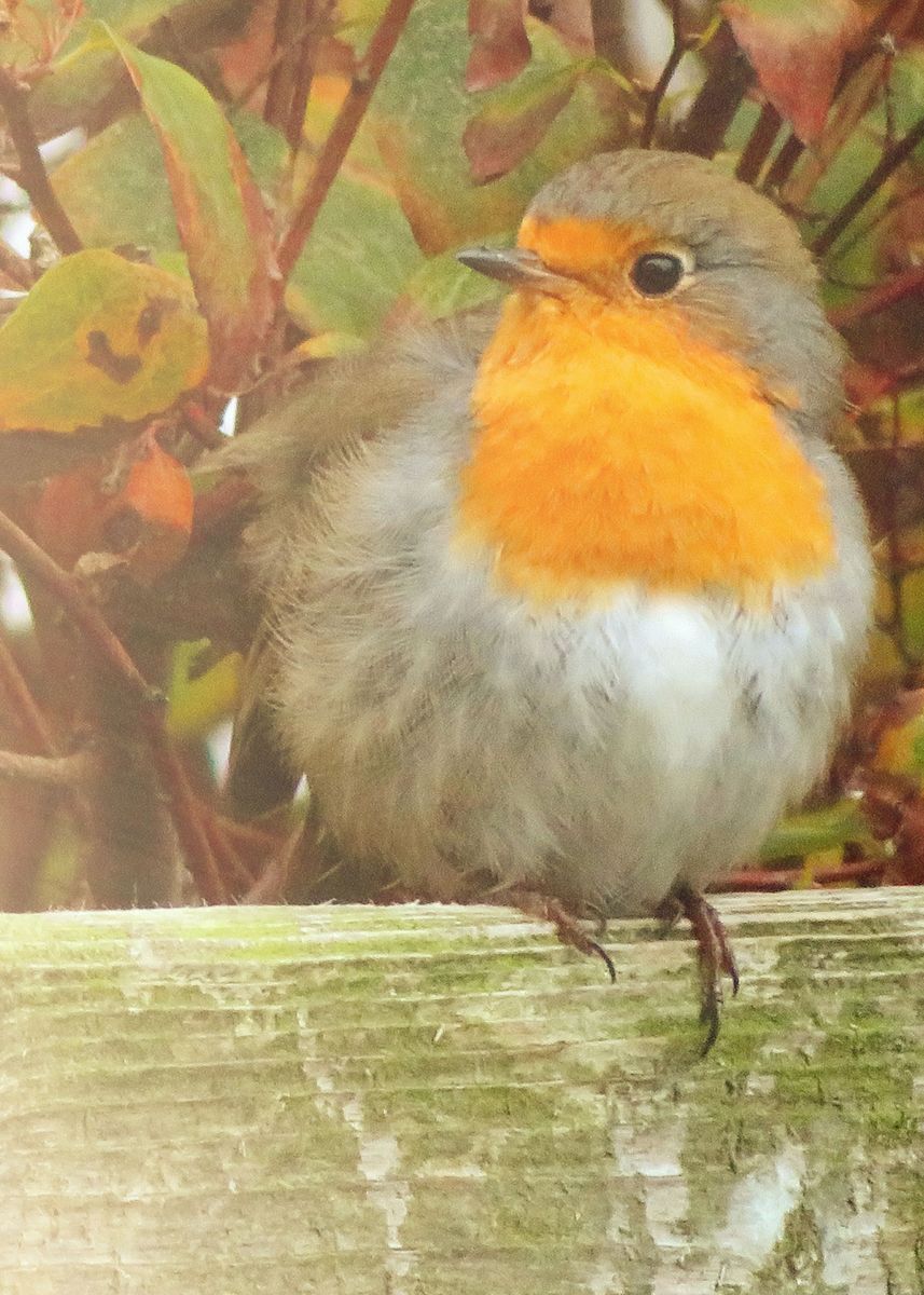 'Red Robin 2' Poster, picture, metal print, paint by Juliana RW | Displate