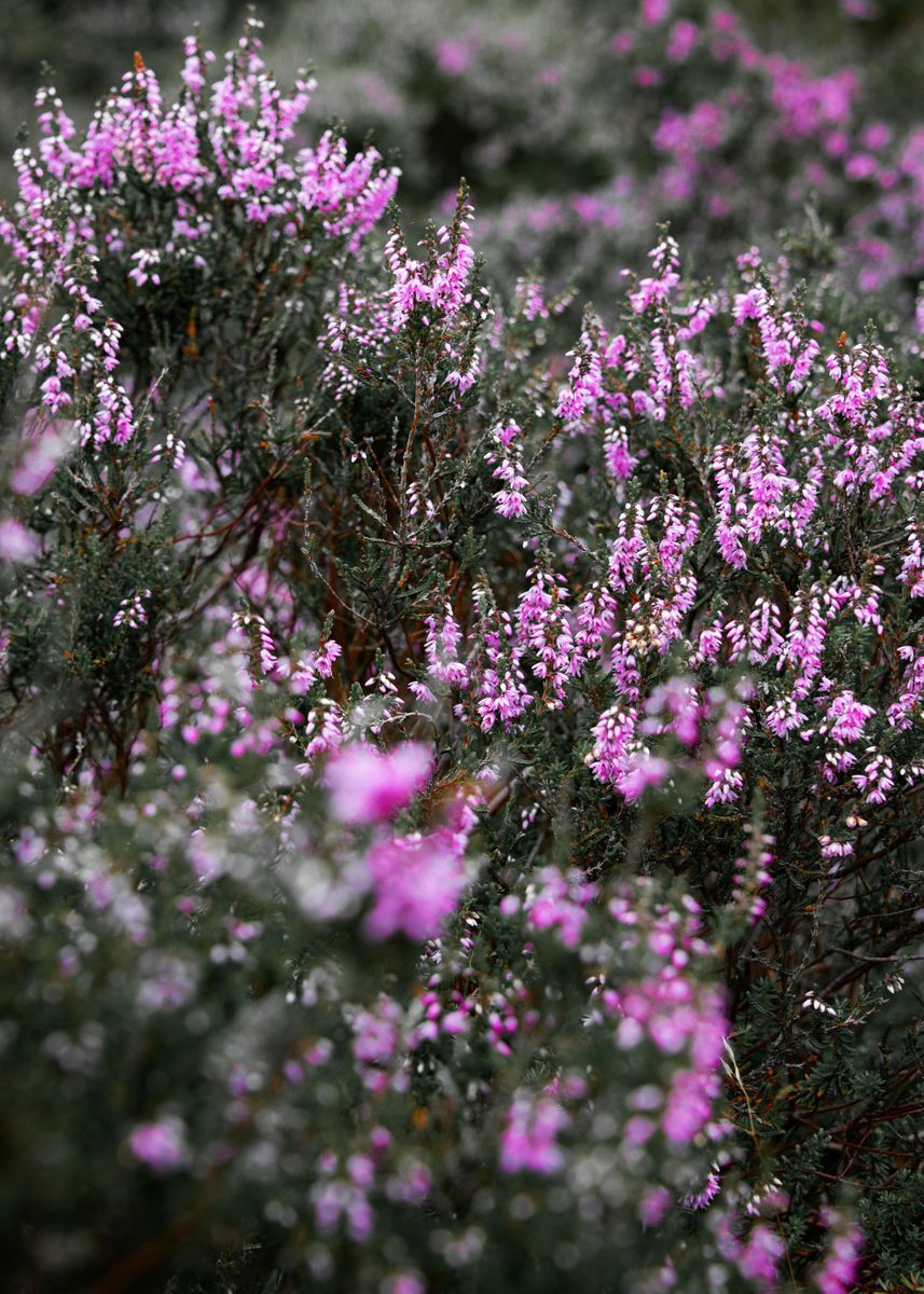 'Summer Heather' Poster by Svetlana Sewell | Displate