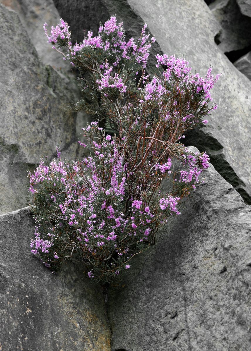 'Summer Heather' Poster, picture, metal print, paint by Svetlana Sewell ...