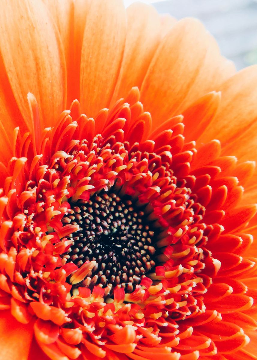 'Orange Germini' Poster, picture, metal print, paint by Juliana RW ...