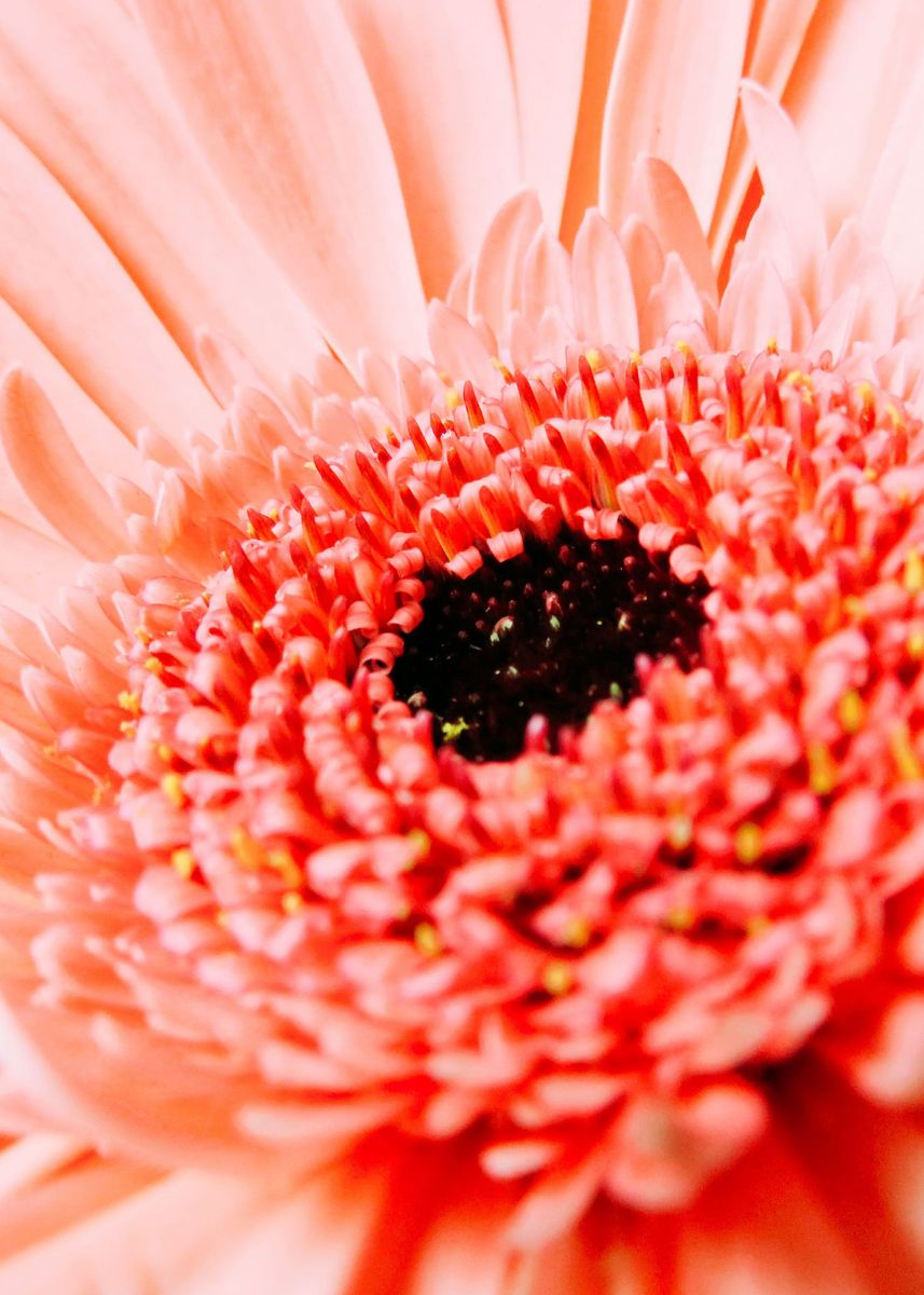 'Coral Germini Gerbera' Poster, picture, metal print, paint by Juliana ...