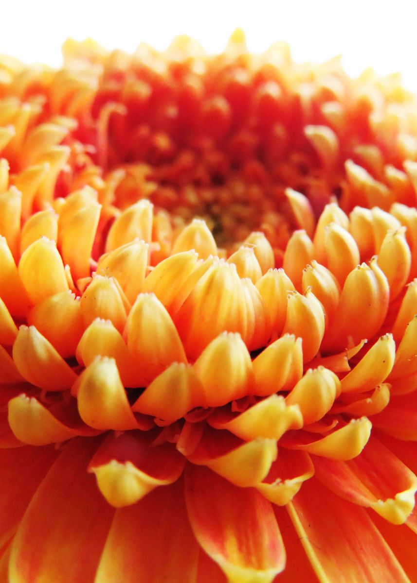 'Orange Germini Gerbera' Poster by Juliana RW | Displate