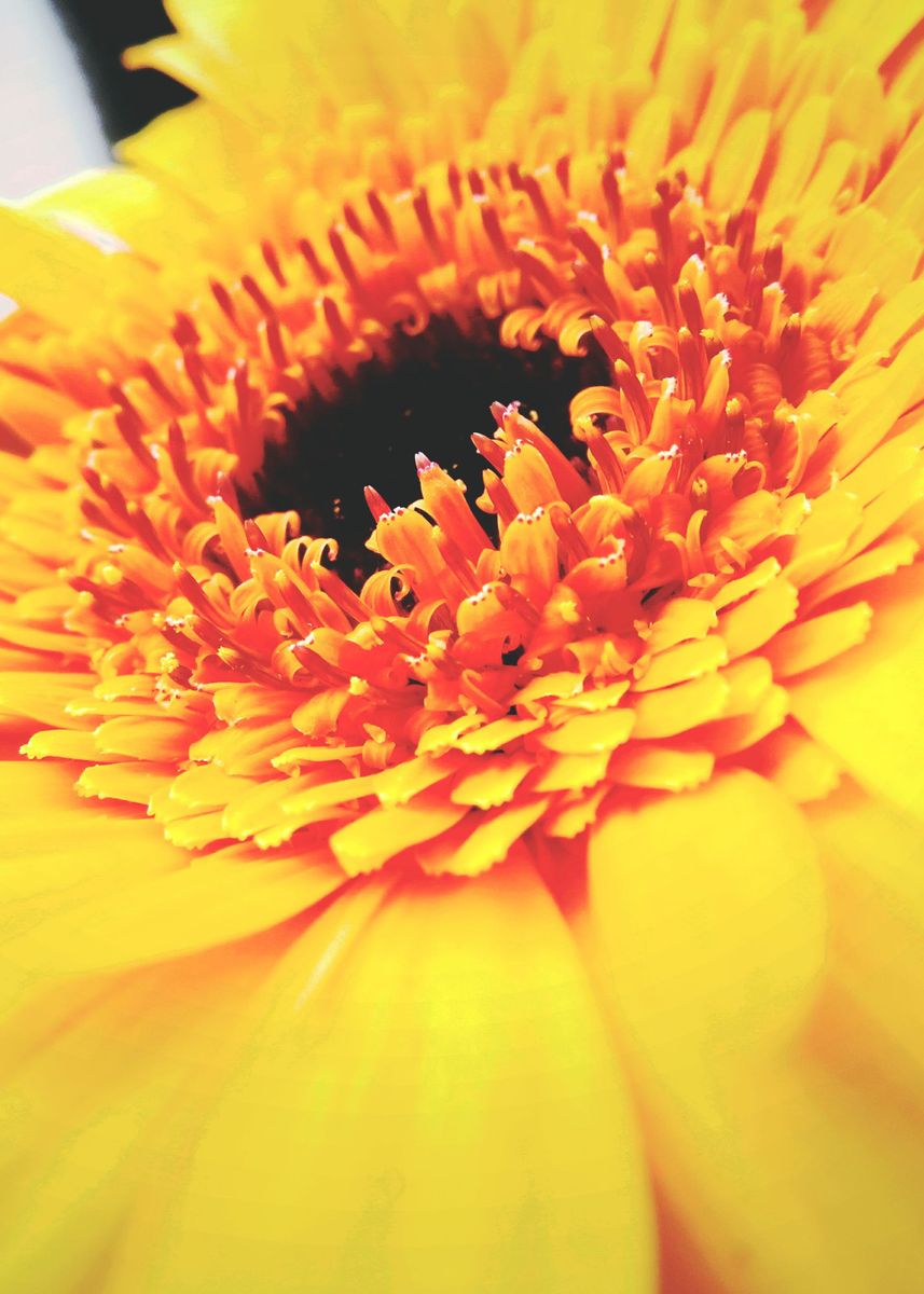 'Yellow Gerbera Germini' Poster, picture, metal print, paint by Juliana ...