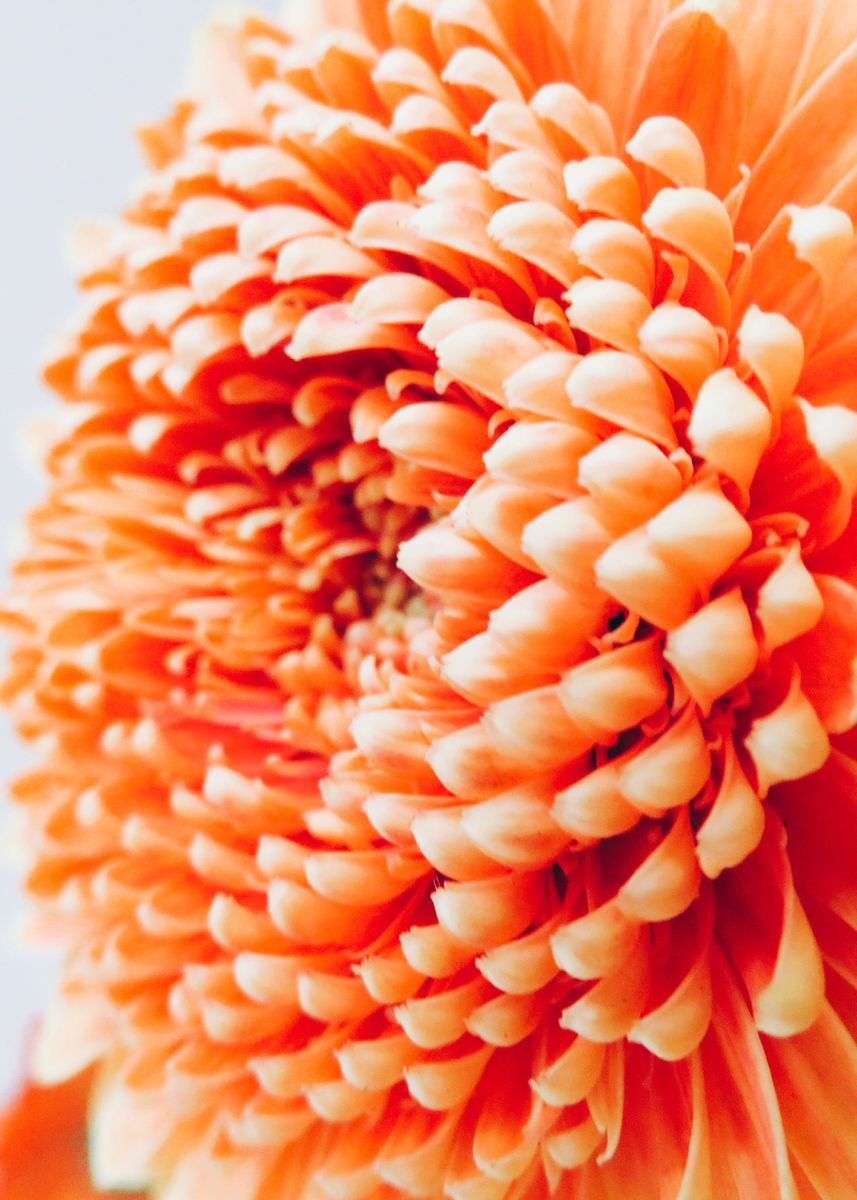 'Orange Gerbera Germini' Poster by Juliana RW | Displate