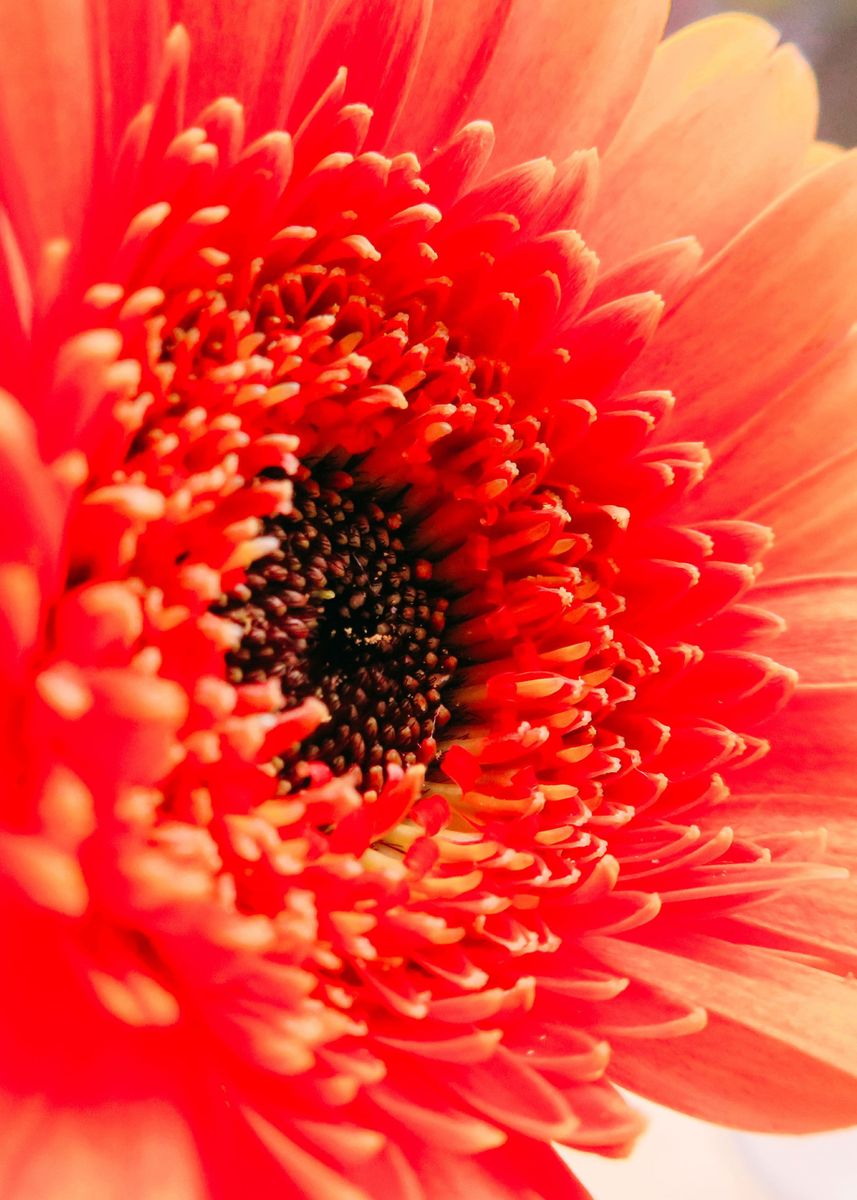 'Orange Germini Gerbera' Poster, picture, metal print, paint by Juliana ...