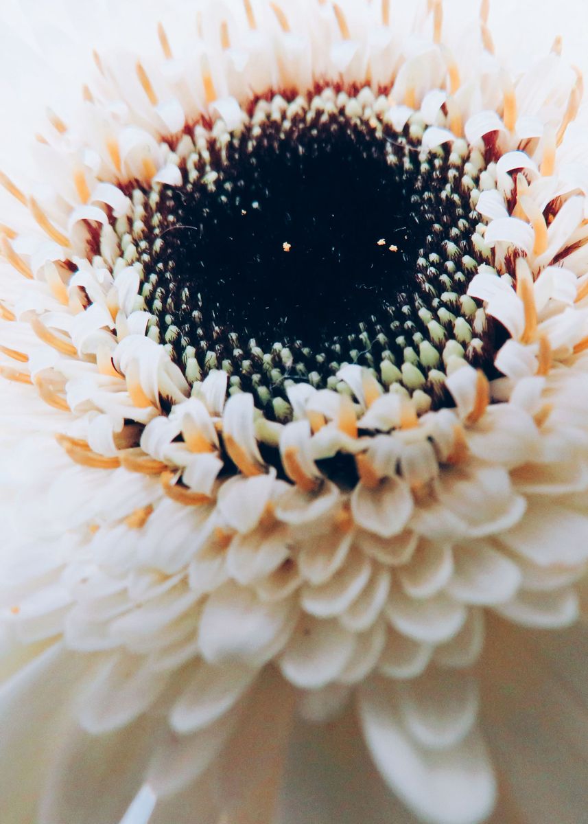 'White Gerbera Germini' Poster, picture, metal print, paint by Juliana ...