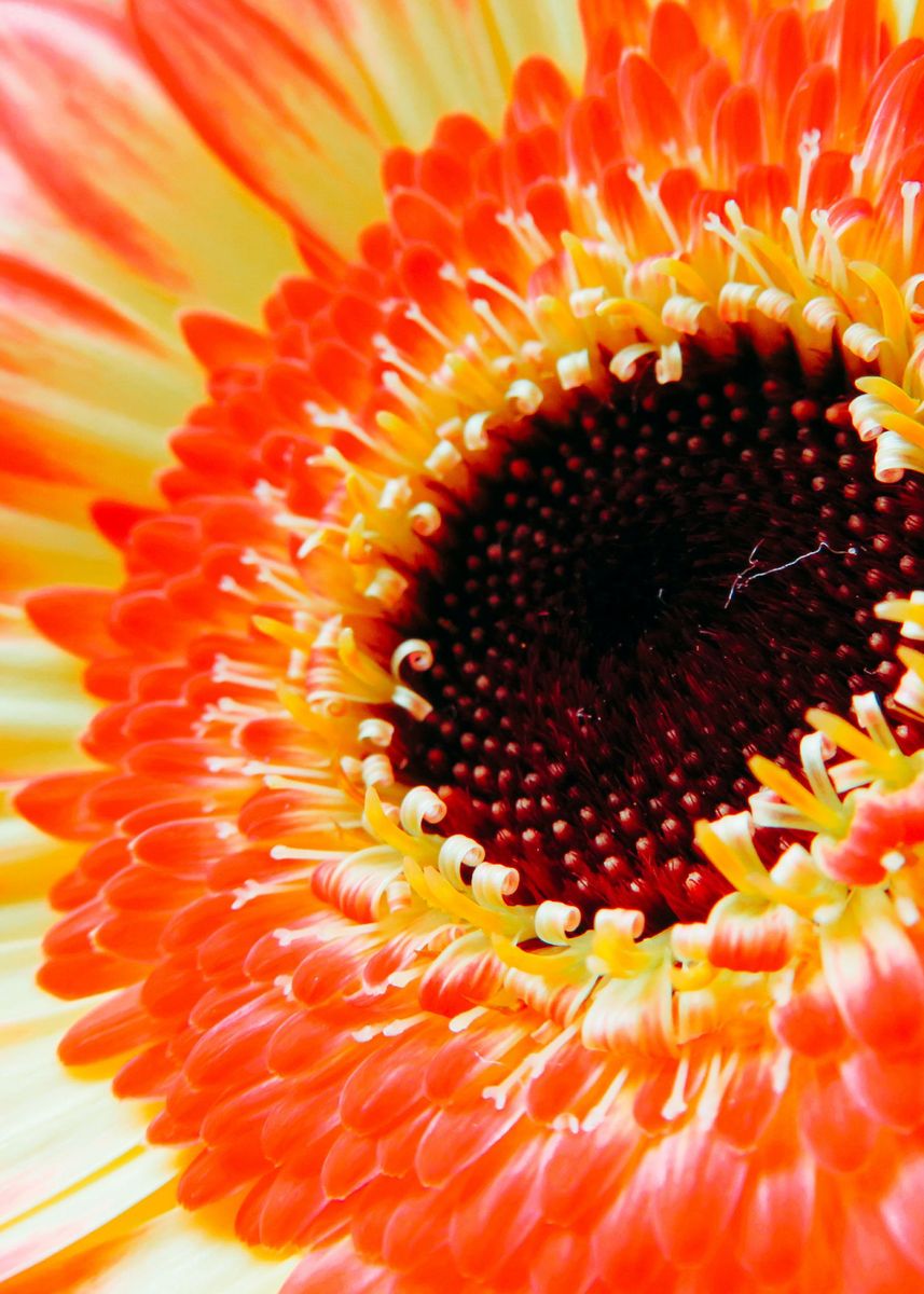 'Yellow Orange Germini' Poster, picture, metal print, paint by Juliana ...