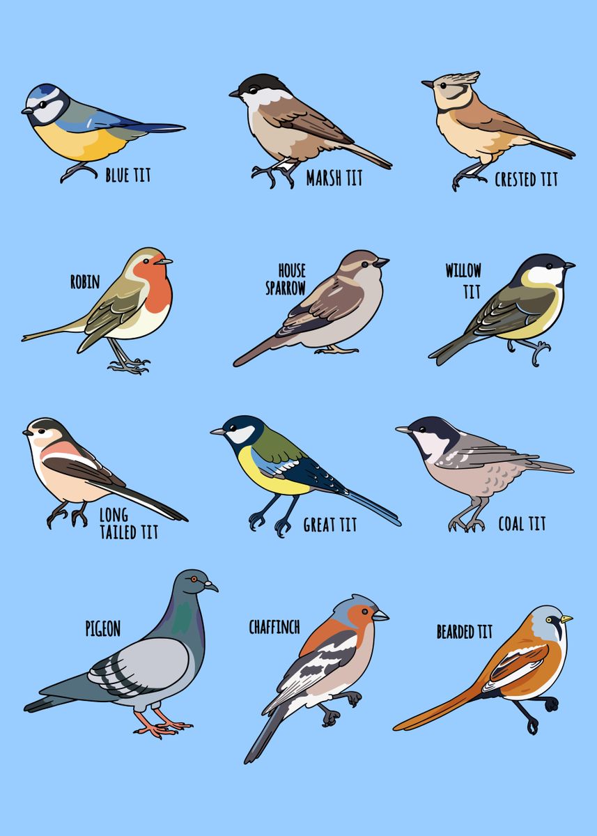 'Wildlife Bird Collection' Poster, picture, metal print, paint by Phil ...