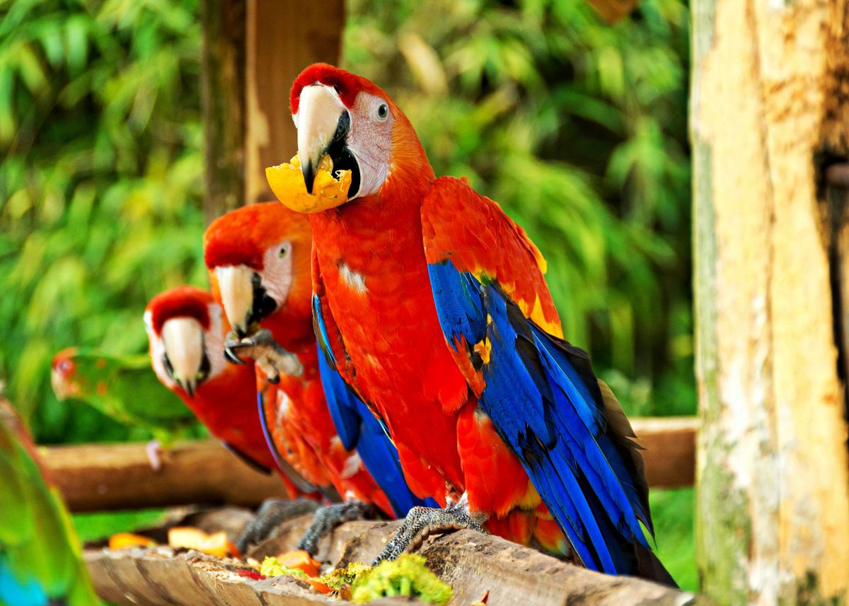 'Three parrots' Poster by Jane Lovering | Displate