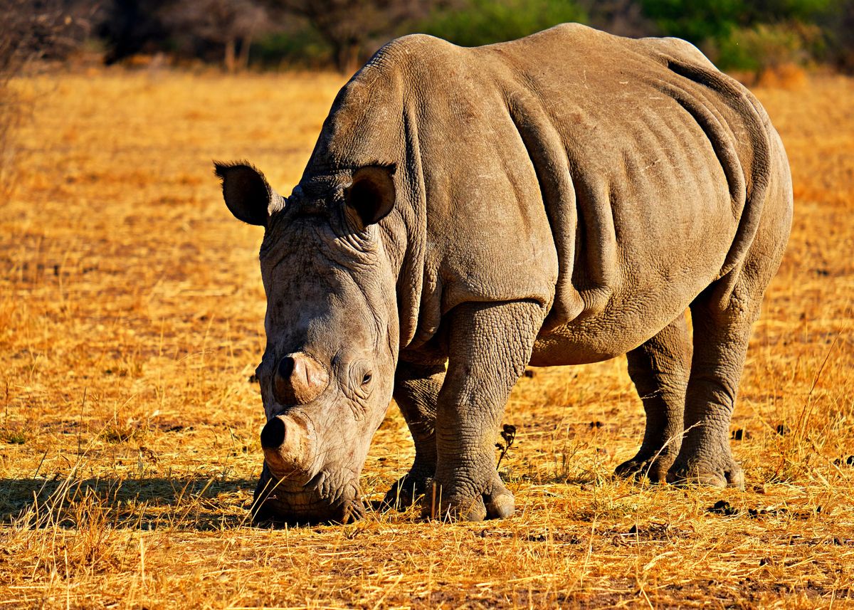 'The beautiful rhino' Poster by Jane Lovering | Displate