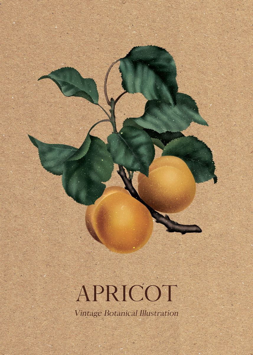 'Apricot' Poster, picture, metal print, paint by just julia | Displate
